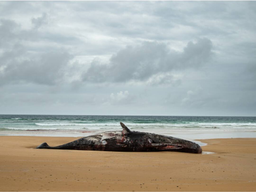 Ambergris Floating Gold Whale Vomit Block Weighing 9.5 Kg Found In Dead ...