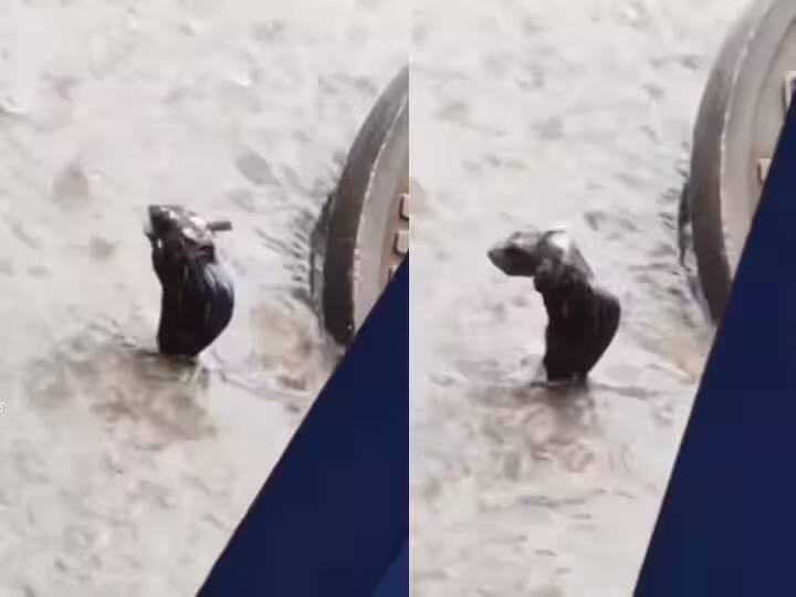 rat taking a bath by rubbing their body in the monsoon rain users are ...