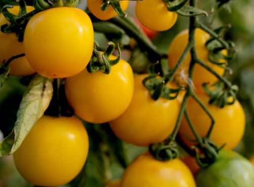 The cost of 1KG seed of the world's most expensive tomato is so many ...