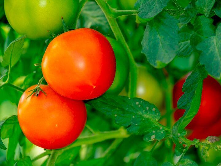 most expensive tomato is being sold in this state of India you will be ...