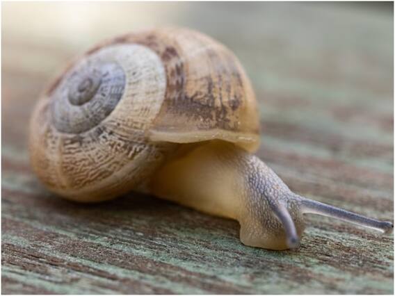 Snail Teeth Interesting Facts Know How Many Teeth Snail Have And Facts ...