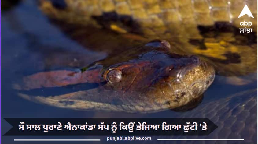 Why the hundred year old Anaconda snake was sent on leave, what is the ...