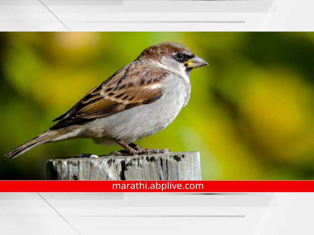 Great Leap Forward In China The Reason For This Was The Sparrow Bird ...