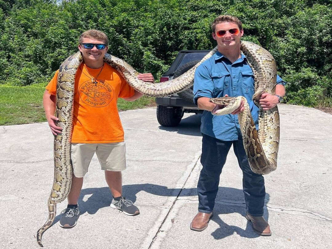 Longest-Ever Burmese Python, Measuring 19 Foot Caught In US | Watch ...