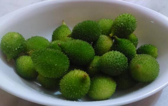 Benefits O | आरोग्यदायी कर्टुले, जाणून घ्या कर्टुल्याचे फायदे