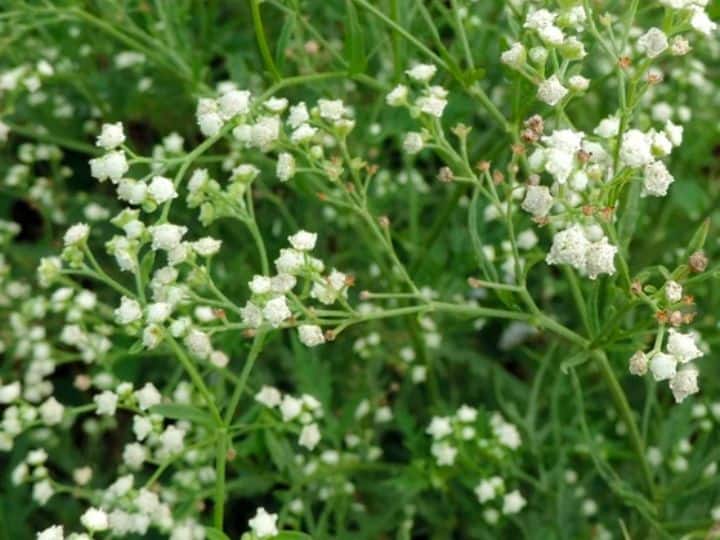 gajar grass is a curse for the farmers once it grows then the whole ...
