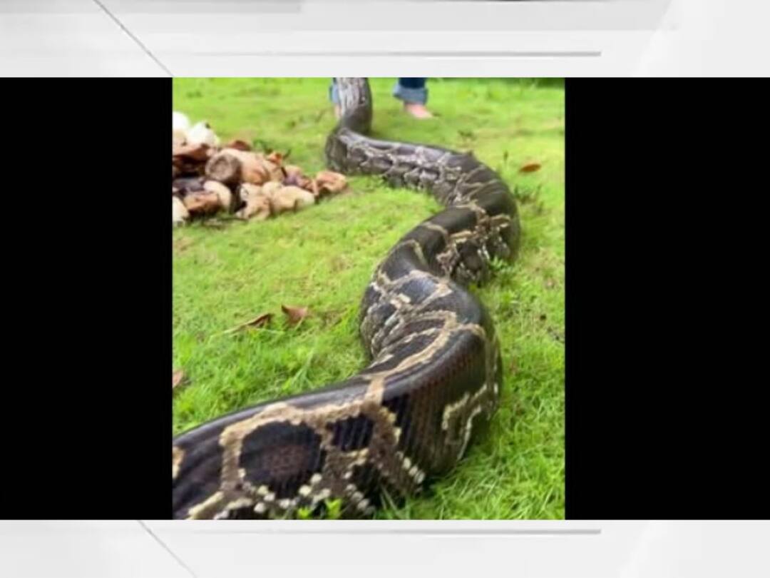 us florida burmese female python nest found with 111 eggs in everglades ...