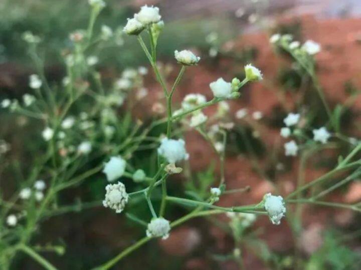 gajar grass is a curse for the farmers once it grows then the whole ...