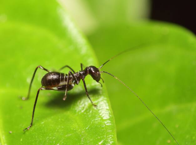 Ant Unknown Facts Known In Detail Information | Ants Facts ...