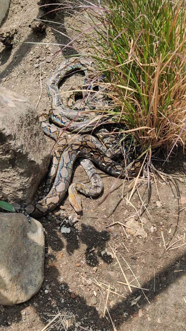 नागपुरात 34 फुटांपर्यंत वाढणारा अजगर...