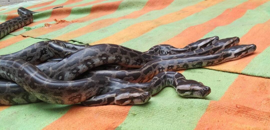 10 pythons found in same house incident in Uttamasara Amravati News ...