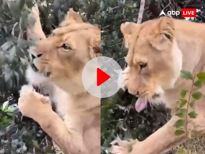 Lion eat grass and tree leaves video viral on social media IFS Susanta ...