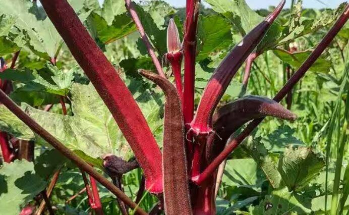Cultivation of red okra will make farmers rich, know what the specialty ...