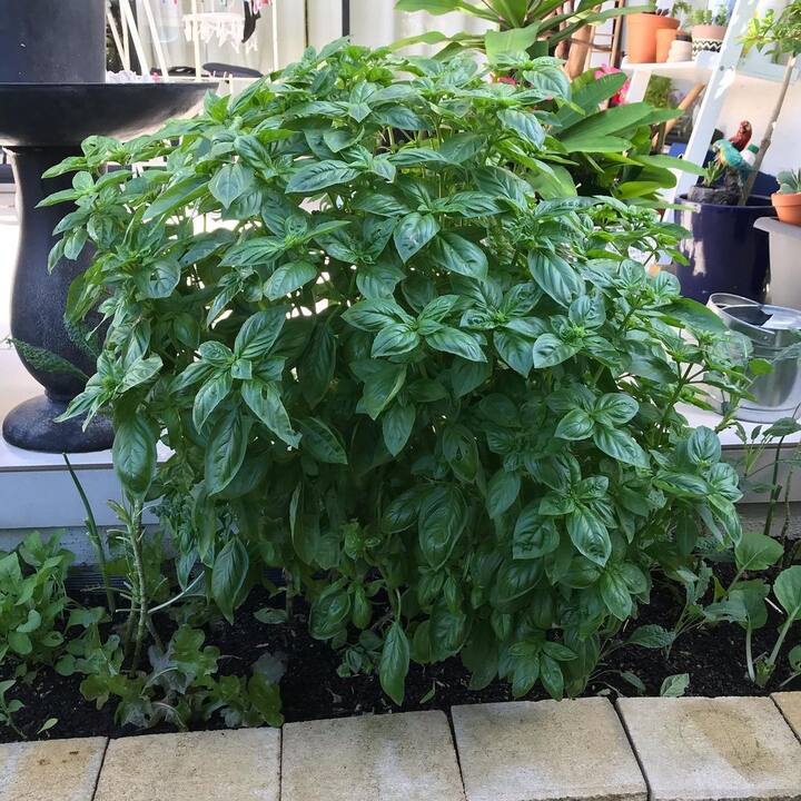 cure for these serious problems is hidden in mithi tulsi | मीठी तुलसी ...