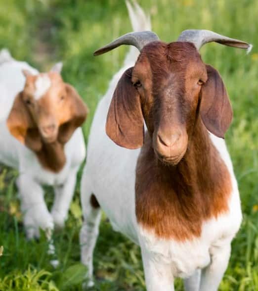 ਬੱਕਰੀ ਦੇ ਦੁੱਧ ਦੇ ਅਦਭੁੱਤ ਫਾਇਦਿਆਂ ਬਾਰੇ ਜਾਣੋ