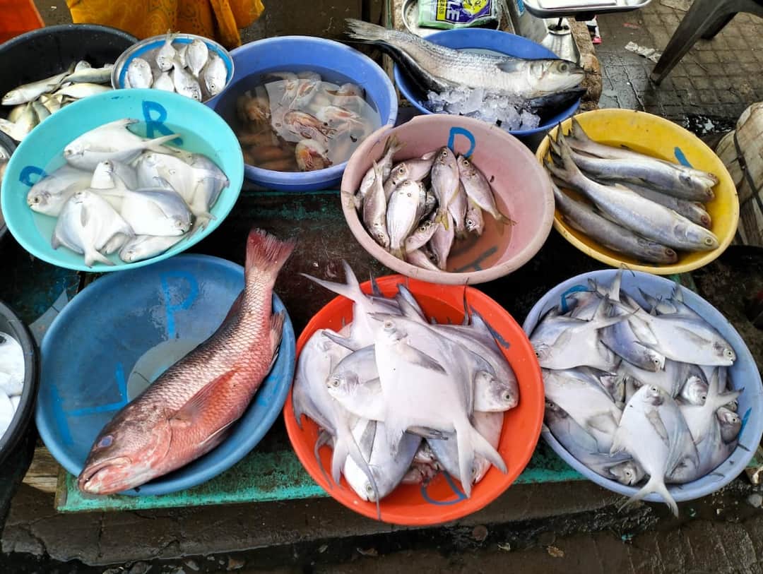 Fishing season started in Konkan mackerek Prawn prices are affordable ...
