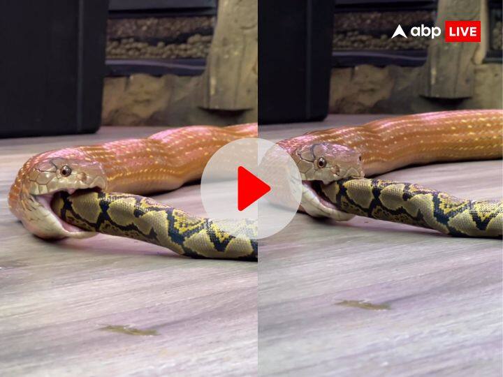 Snake viral Video monstrous python swallows large serpent alive | हे ...