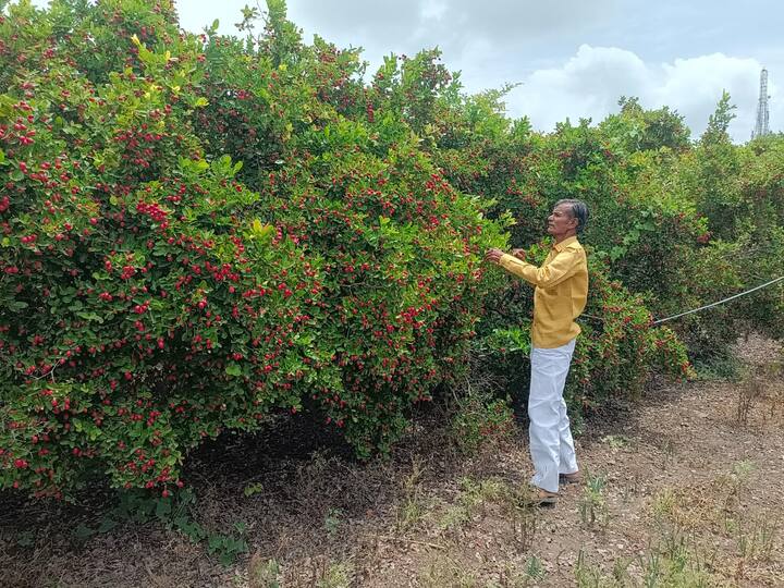 Success Story agriculture news Successful Experimentation of Karvand ...