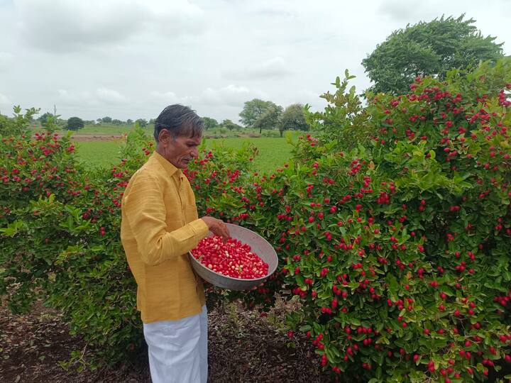 Success Story agriculture news Successful Experimentation of Karvand ...
