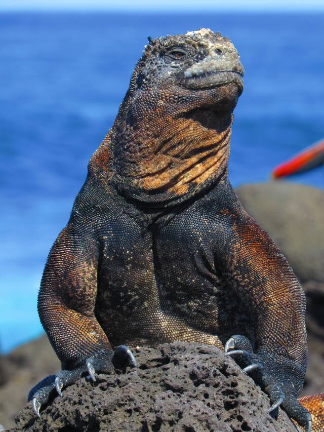 Godzilla जैसा दिखने वाला ये जानवर कहां पाया जाता है?