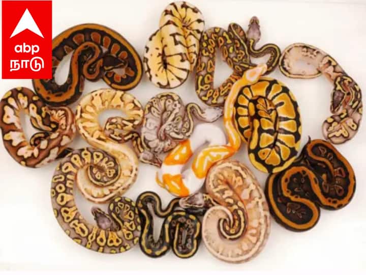 Chennai Airport 50 foreign rare species of squirrels, pythons and blue ...