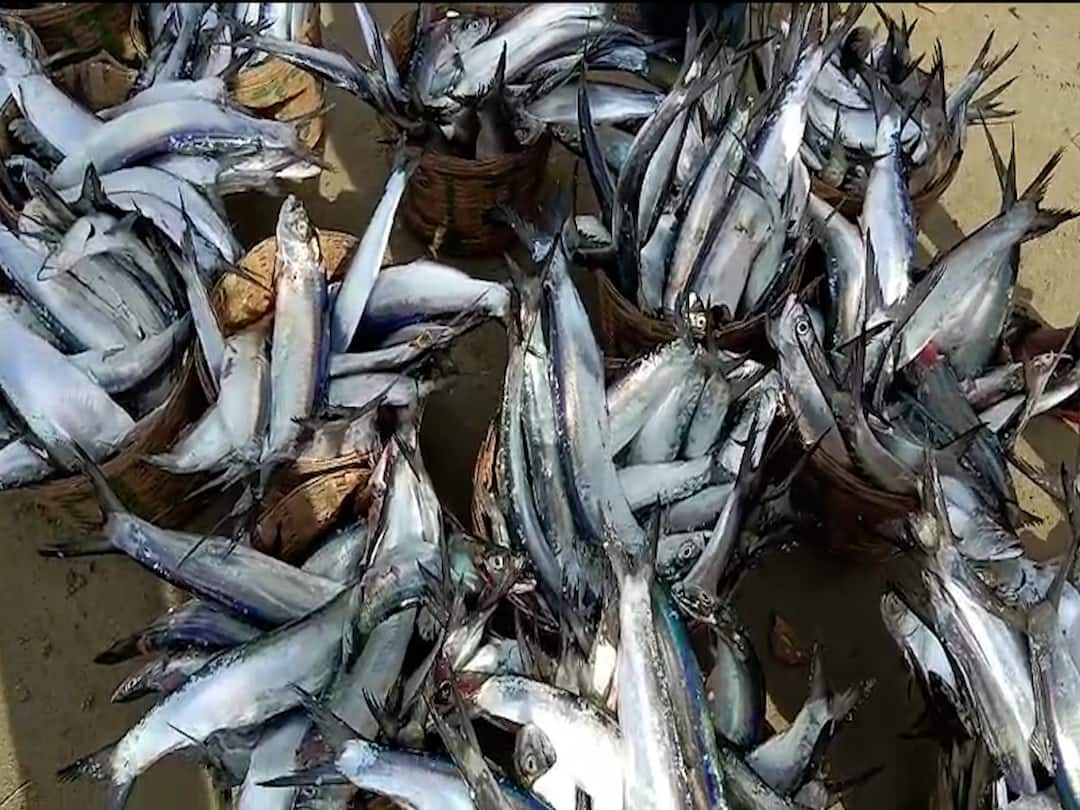 Sindhudurg News bumper catch of Karli fish or silver bar fish after ...