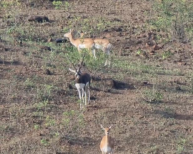 Manmad maharashtra | मनमाडमध्ये माळरानावर हरणांची भटकंती, पाहा फोटो