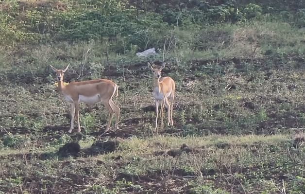 Manmad maharashtra | मनमाडमध्ये माळरानावर हरणांची भटकंती, पाहा फोटो