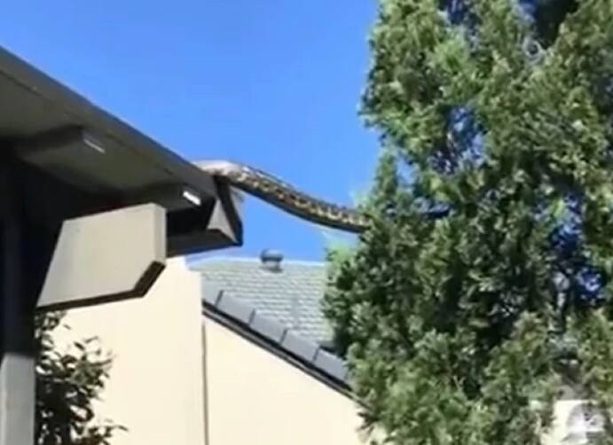 Australia python on home watch 16 feel python slithers across homes ...