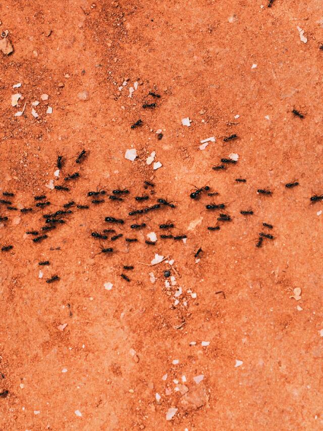 चीटियां हमेशा एक लाइन में क्यों चलती हैं?