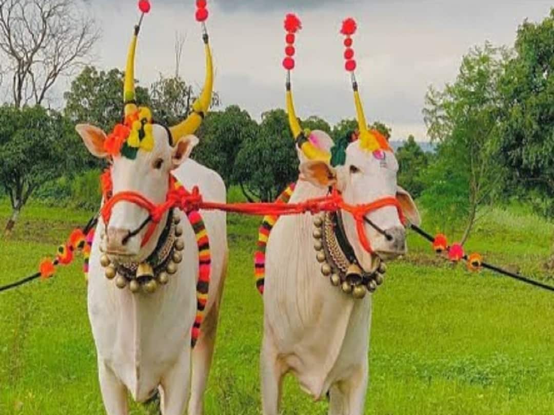 Bail Pola 2023 Why exactly Bail Pola celebrated farmers agriculture news | Bail Pola : बैल पोळा ...