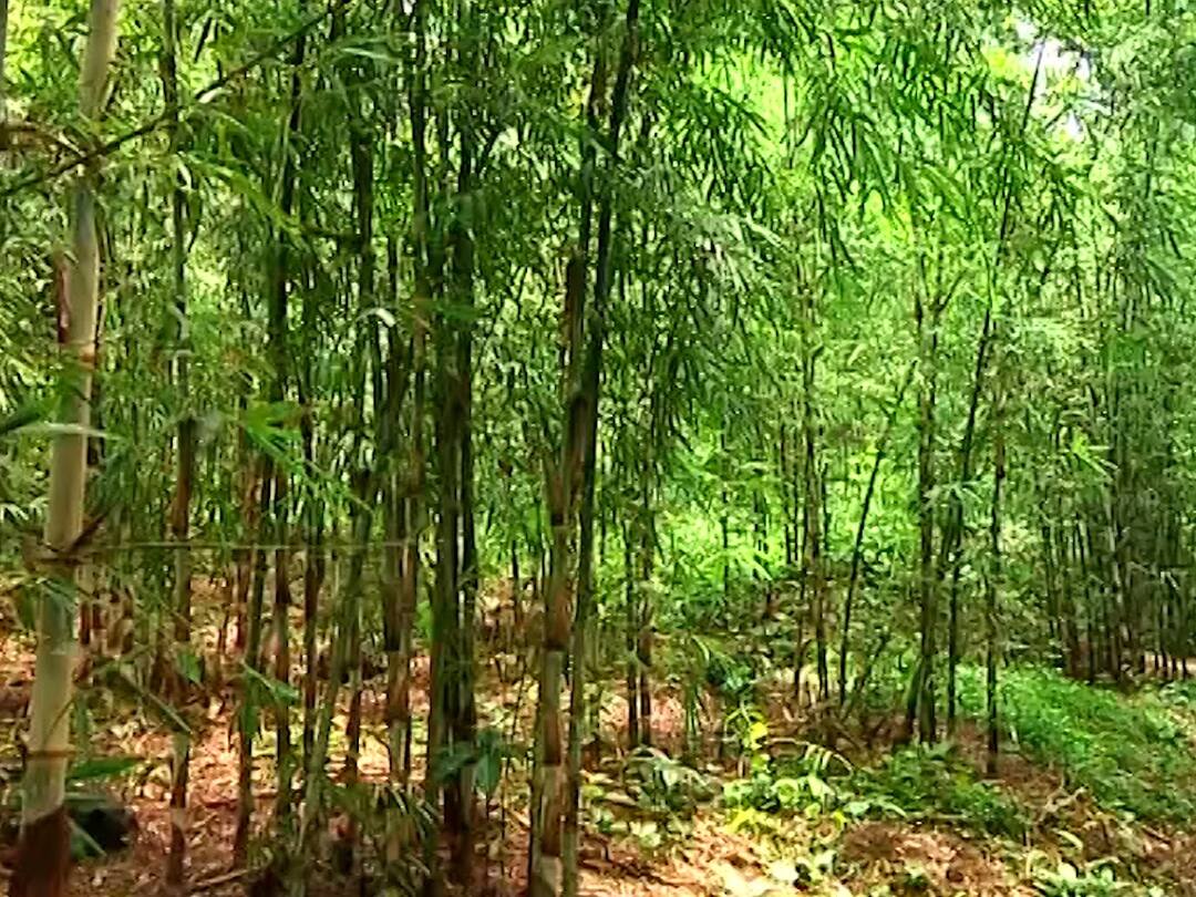 konkan Ratnagiri Success Story earning Lakhs of rupees through bamboo farming | कोकणातील ...