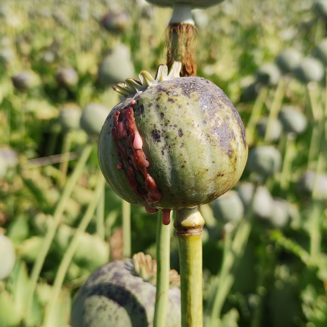 Benefits of Opium, opium considered medicine | Opium Benefits: ਅਫ਼ੀਮ ...