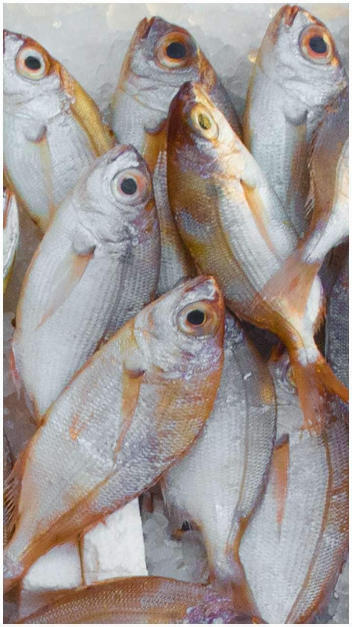 చికెన్, మటన్ కన్నా చేపలు తినడమే బెటర్