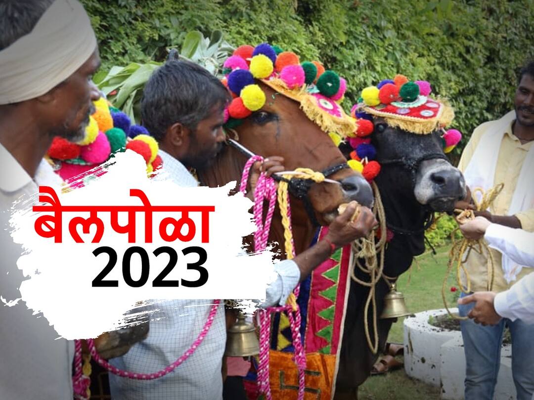 Maharashtra News today Bail Pola Festival 2023 Lumpy Skin Disease rain farmers | Bail Pola : आज ...