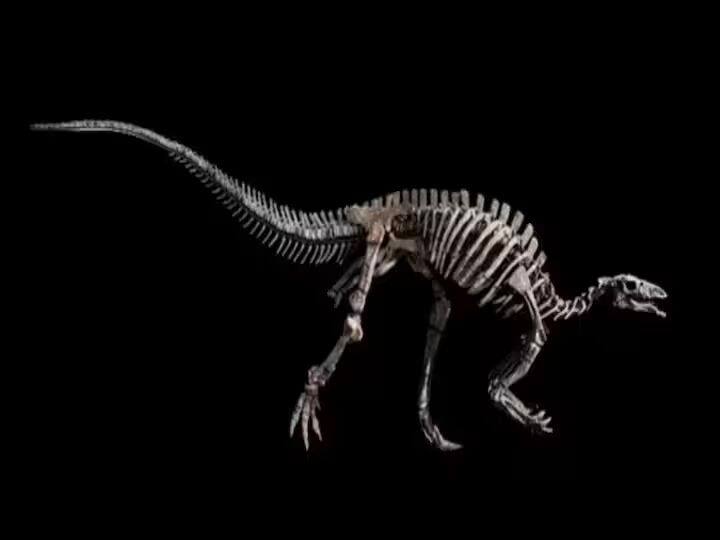 150 million year old dinosaur Barry will soon be auctioned in Paris ...