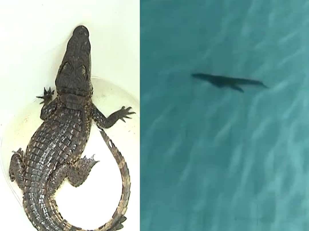 crocodile in the Mahatma Gandhi swimming pool in Mumbai Shivaji Park ...