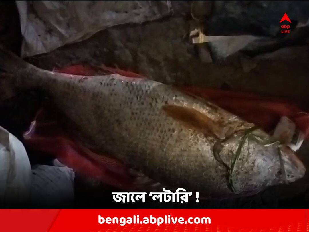 South 24 Paragana: Namkhana Fisherman gets Telia Bhola Fish from Bay of ...