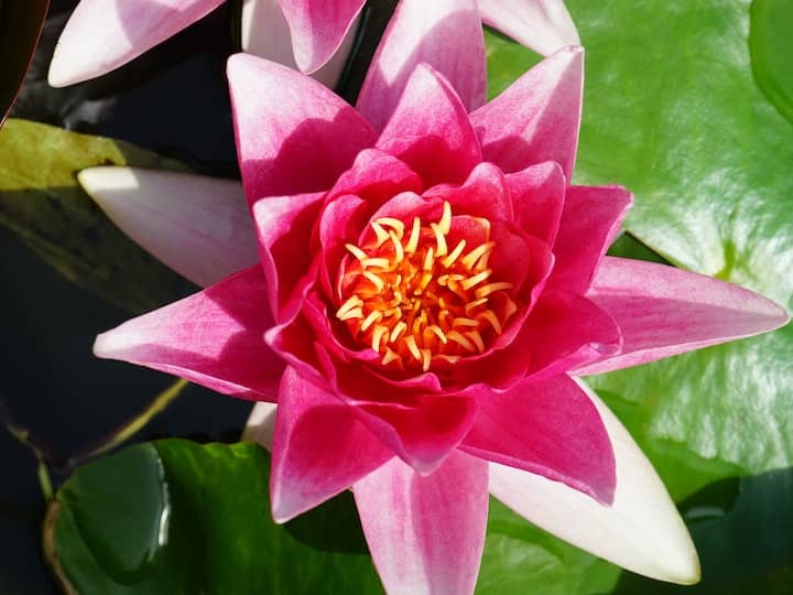 know national flower name of pakistan | गुलाब, गेंदा या कोई और... जानिए ...