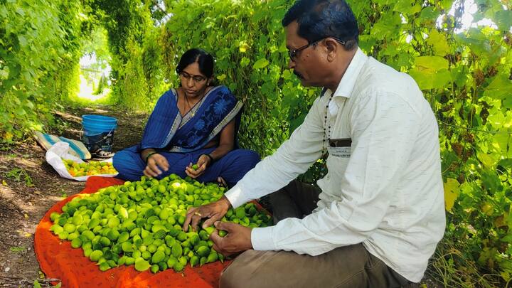 Agriculture news Akola Farmers Experiment of vegetables Kartule Farming ...