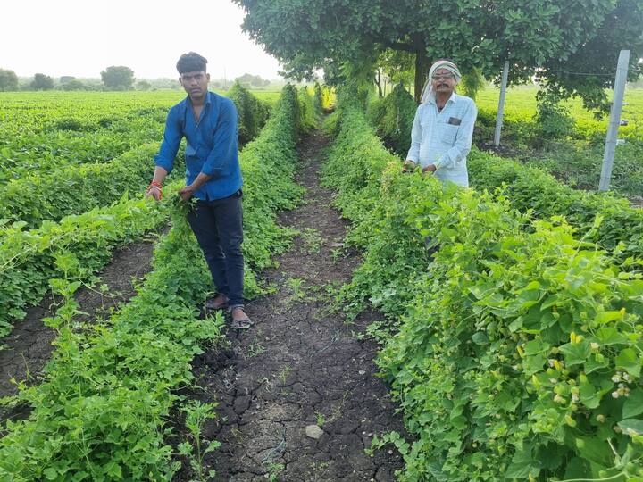 Agriculture news Akola Farmers Experiment of vegetables Kartule Farming ...