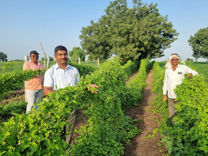 Agriculture news Akola Farmers Experiment of vegetables Kartule Farming ...