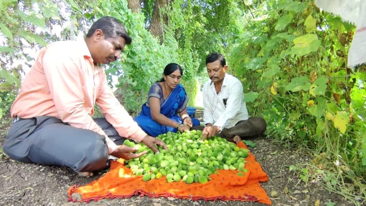 Agriculture news Akola Farmers Experiment of vegetables Kartule Farming ...