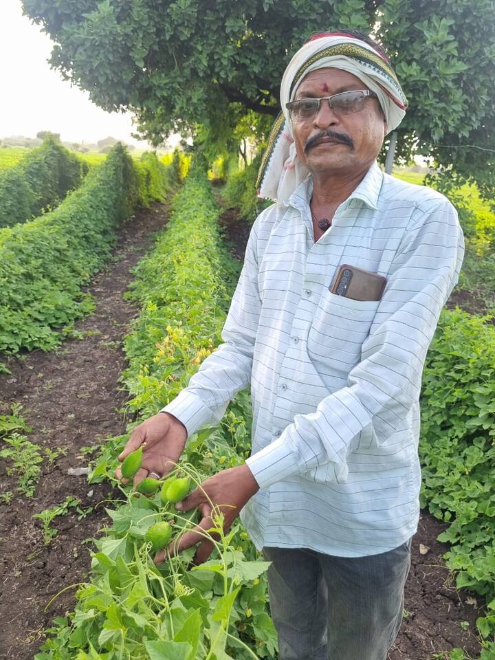 Agriculture news Akola Farmers Experiment of vegetables Kartule Farming ...
