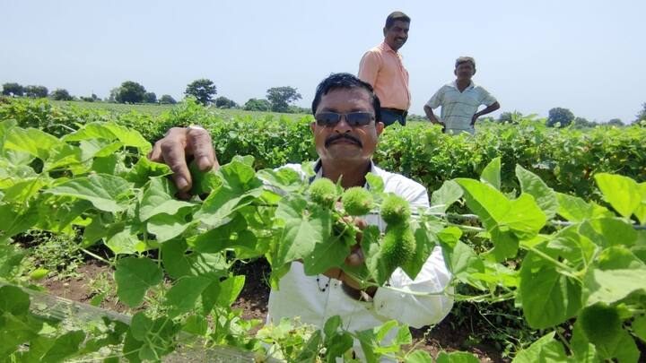 Agriculture news Akola Farmers Experiment of vegetables Kartule Farming ...