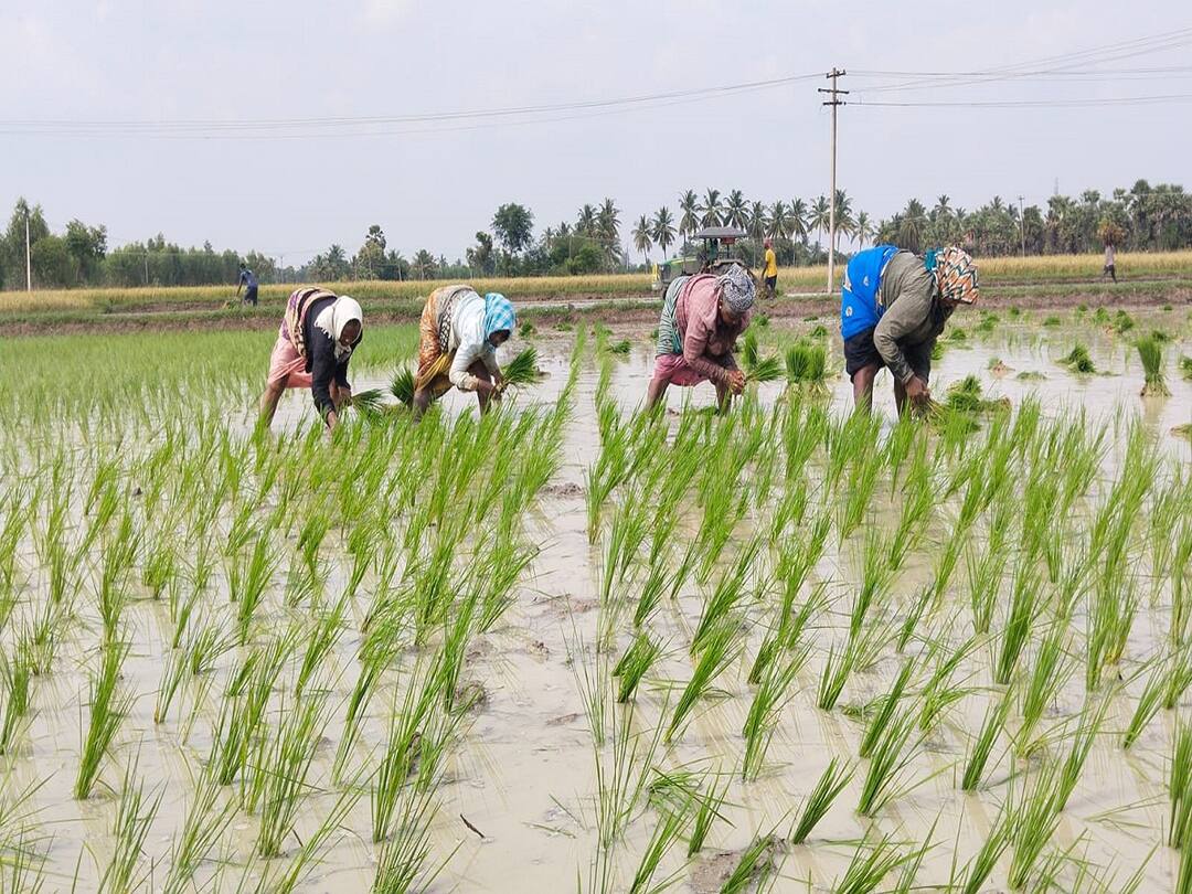 Female farm workers planted samba saplings singing folk songs to ...