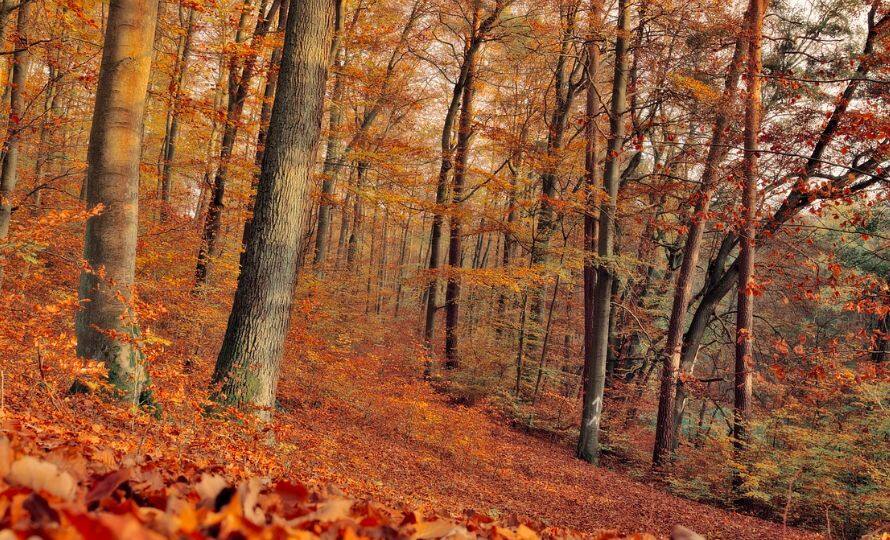 Why Do Leaves Fall in Autumn know the scientific reasons behind it ...