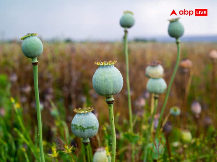 Where is opium grown the most in India and price afeem Farming | भारत ...