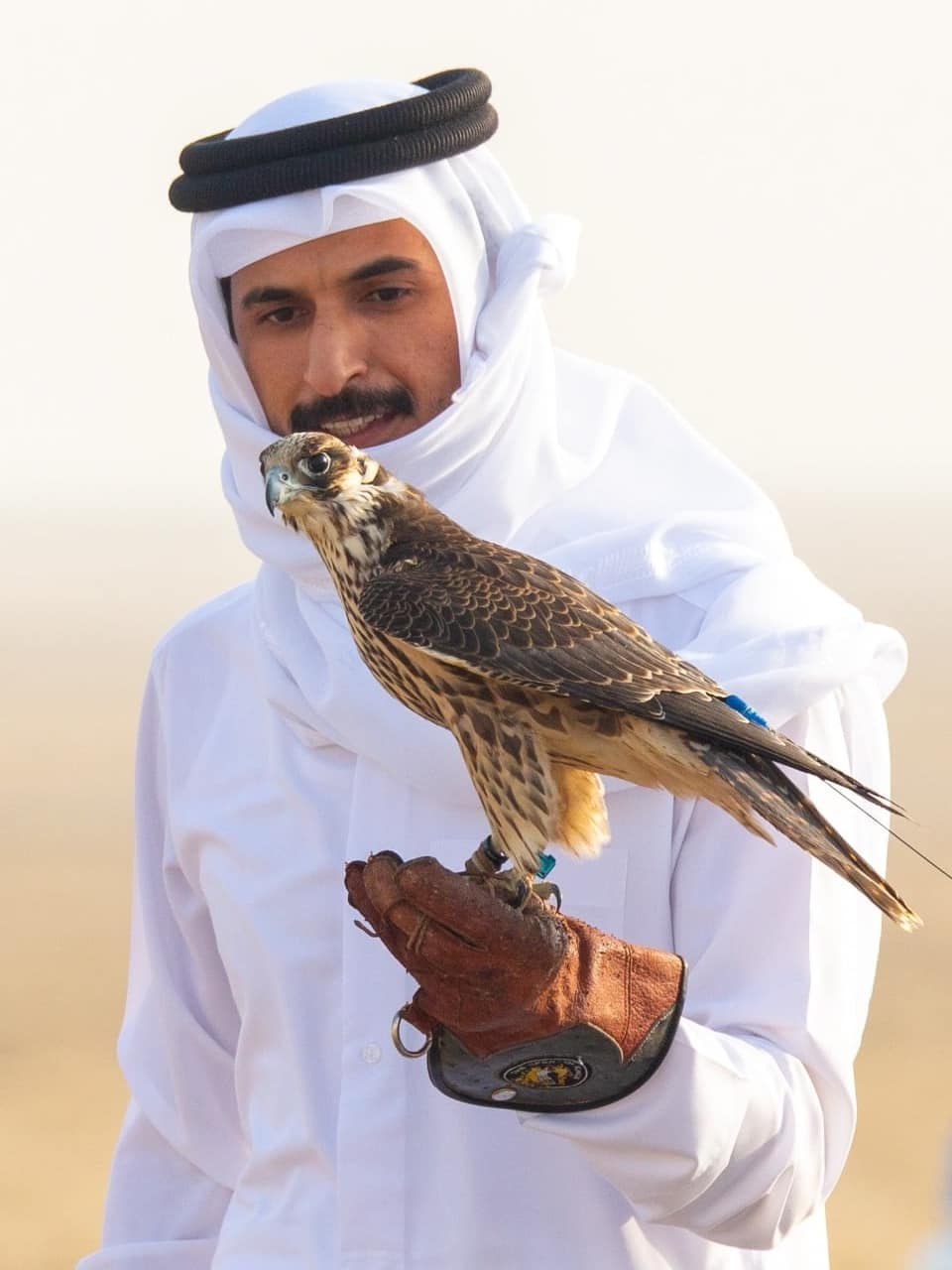 कतर में कुत्ता, बिल्ली नहीं बाज को पालते हैं लोग