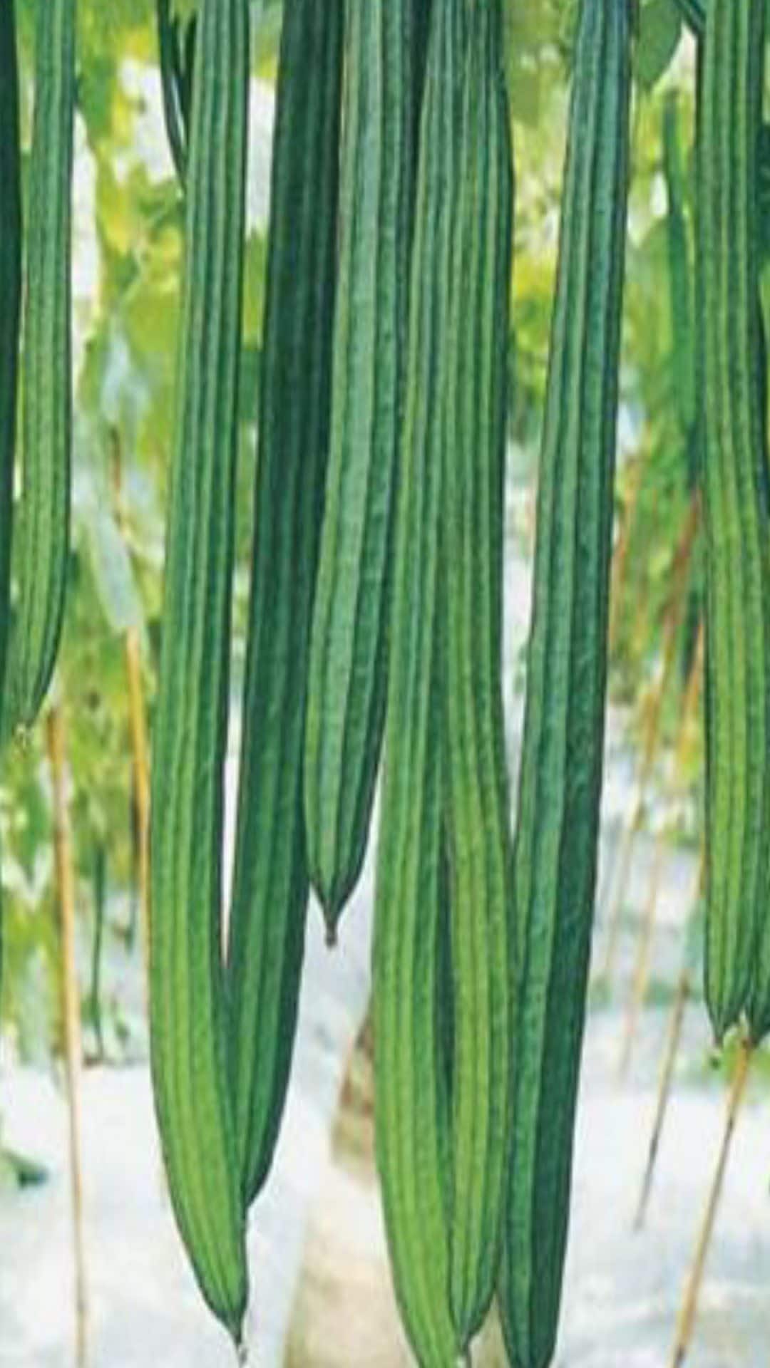 बहुगुणी दोडका!